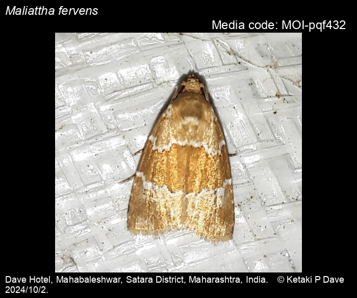 Maliattha fervens (Hampson, 1906) - | Moths